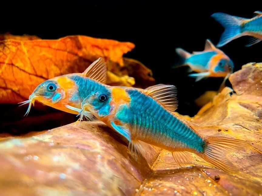 Коридорасы(разные)