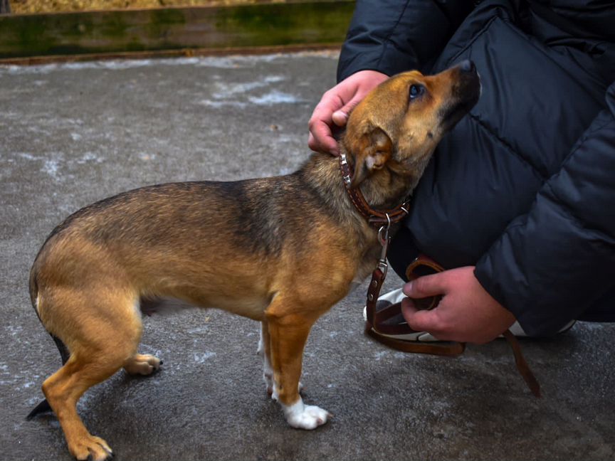 Той-терьер Ася ищет дом