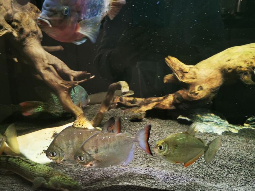 Метиннис серебристый пара