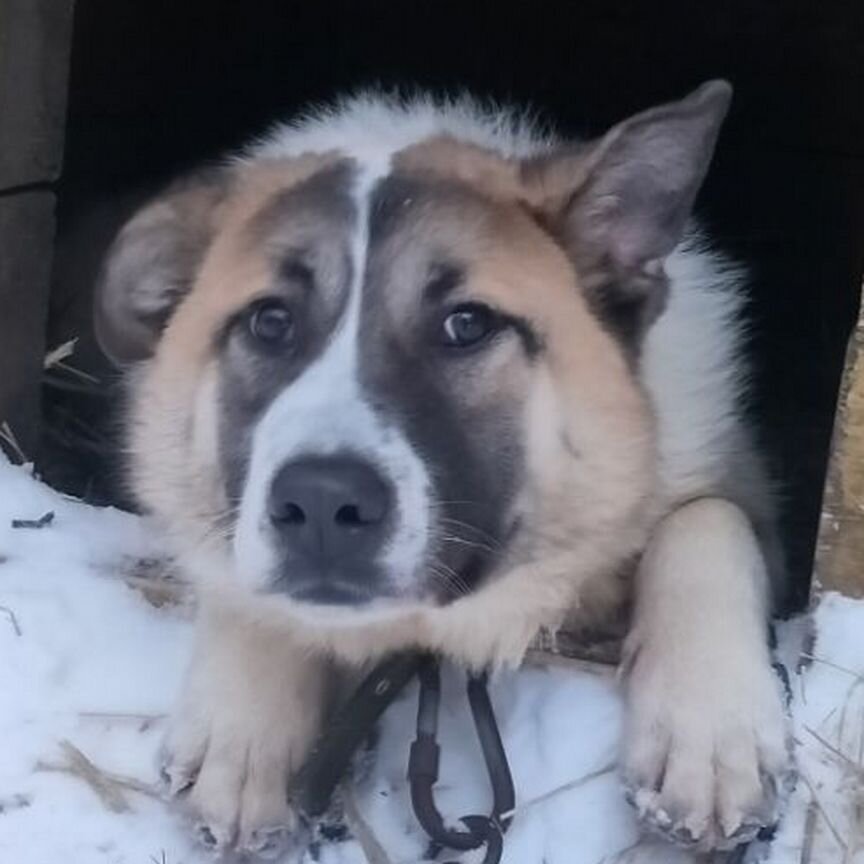 Взрослый пёс в добрые руки