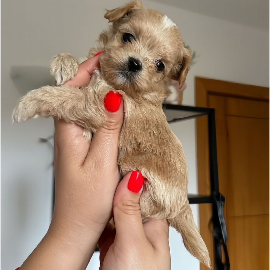 Мальтипу, щенок