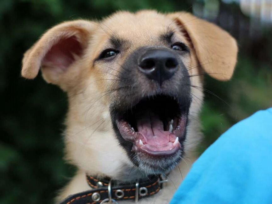 Щеночек - девочка