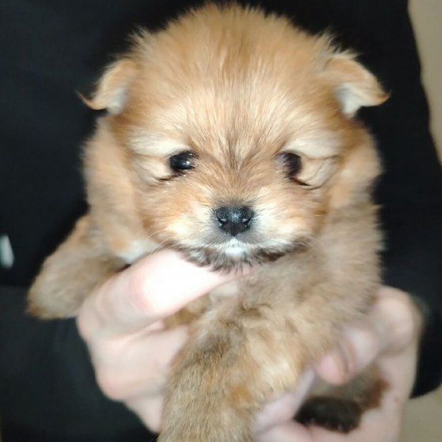 Померанский шпиц, щенок