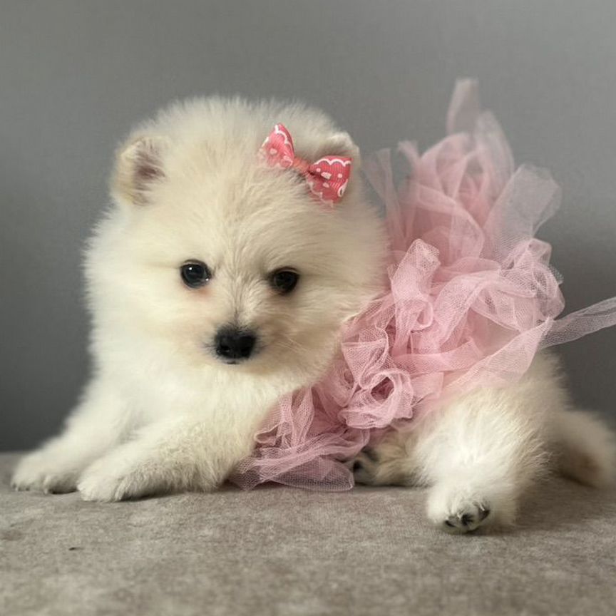 Померанский шпиц, щенок