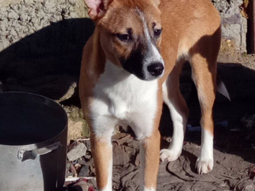 Лисички-сестрички