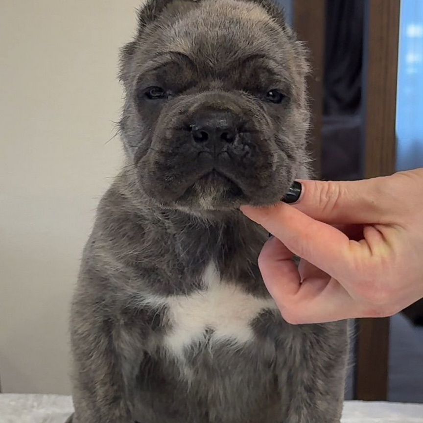 Кане корсо серый тигр