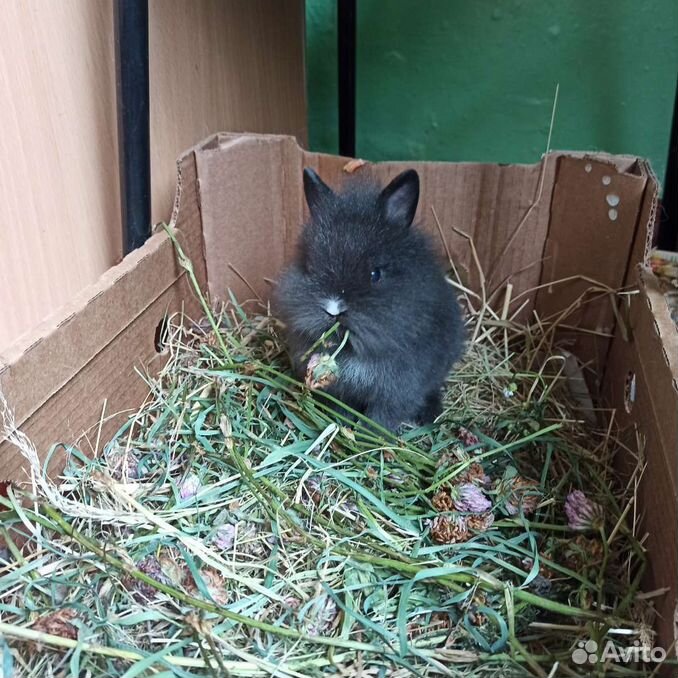 Кролик львиноголовик малыш