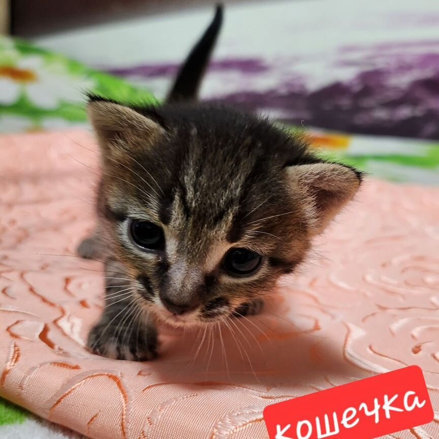 Котята малыши