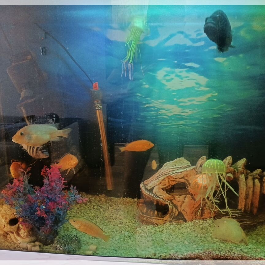 Отдам в добрые руки рыбок цихлиды