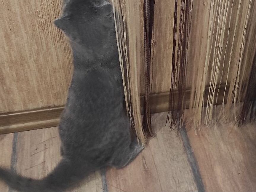 Котёнок вислоухий