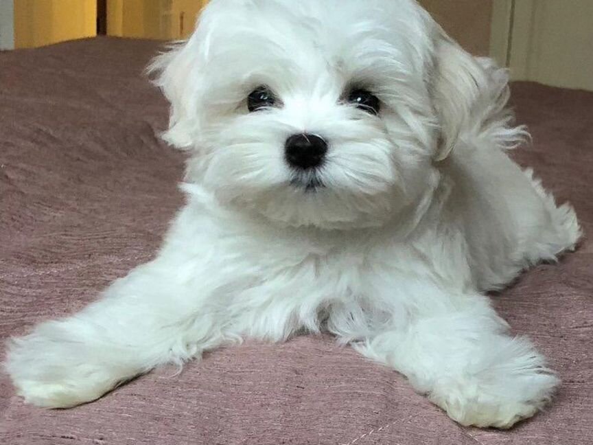 Щенок мальтезе