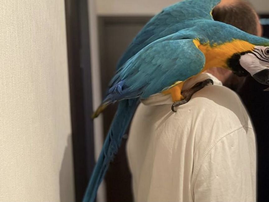 Крупный попугай