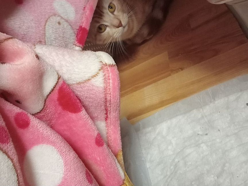 Кот Симба