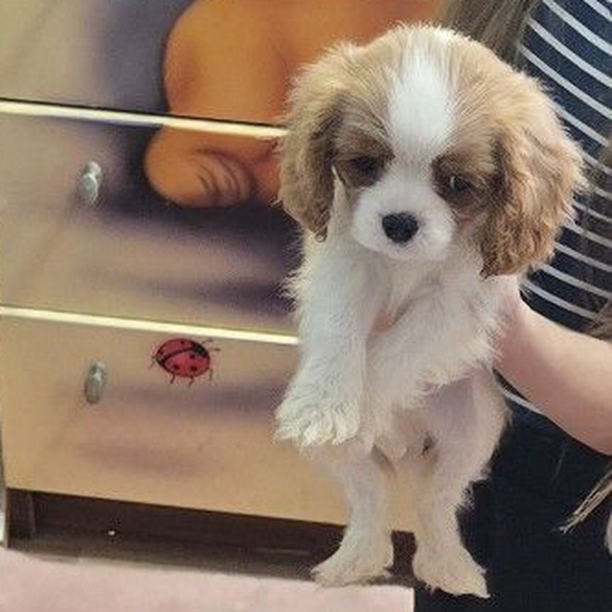 Щенок от частного владельца