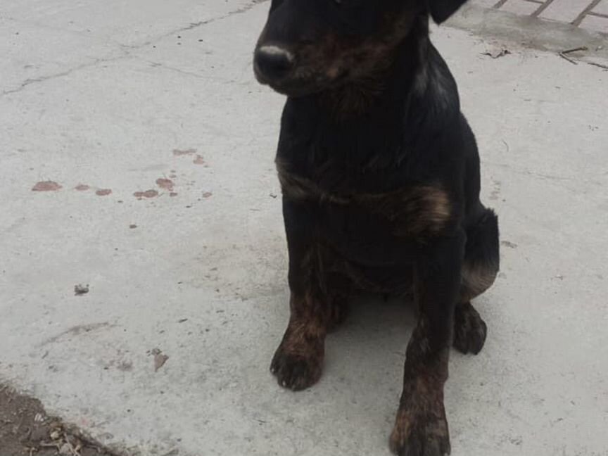 Щенок в добрые руки бесплатно