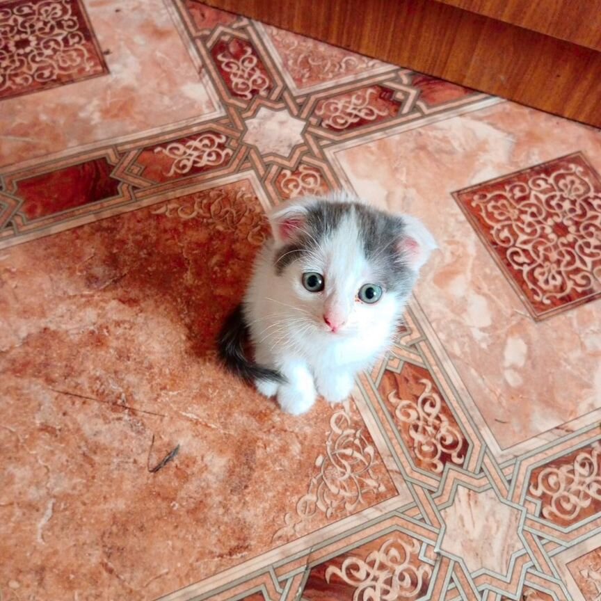 Шотландские вислоухие котята