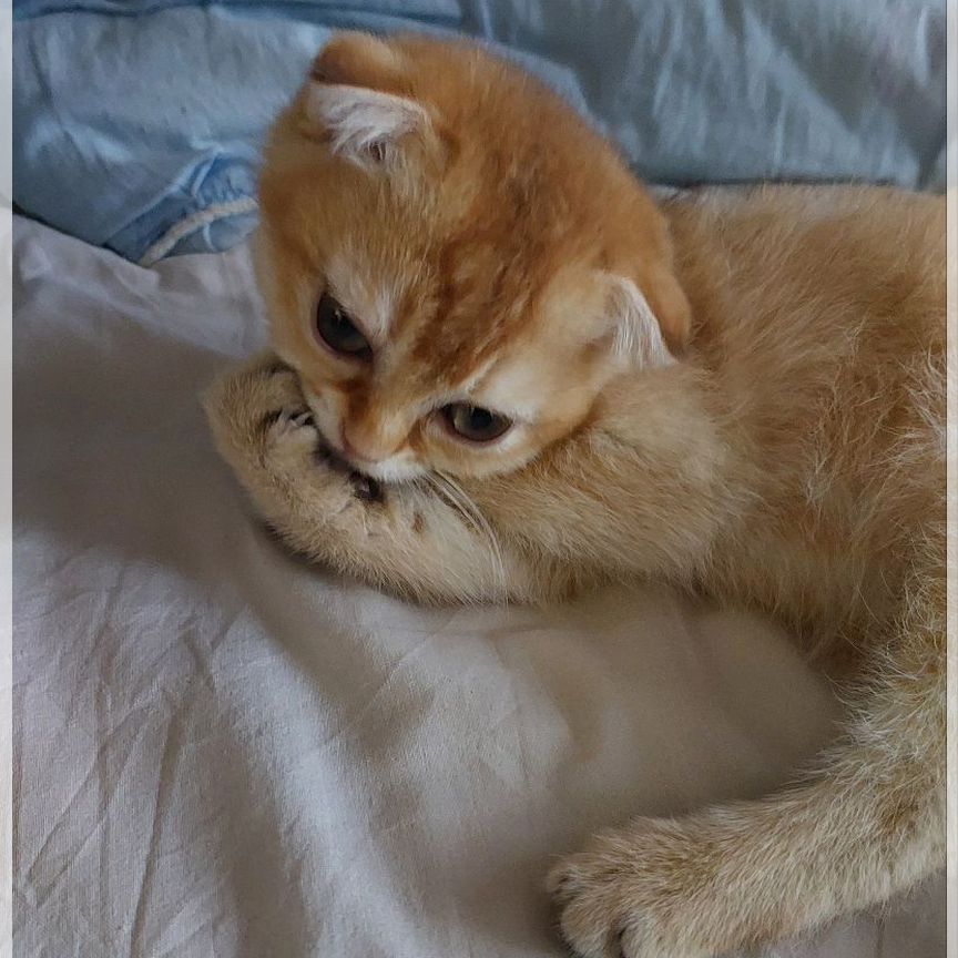 Котенок вислоухая золотая шиншилла девочка