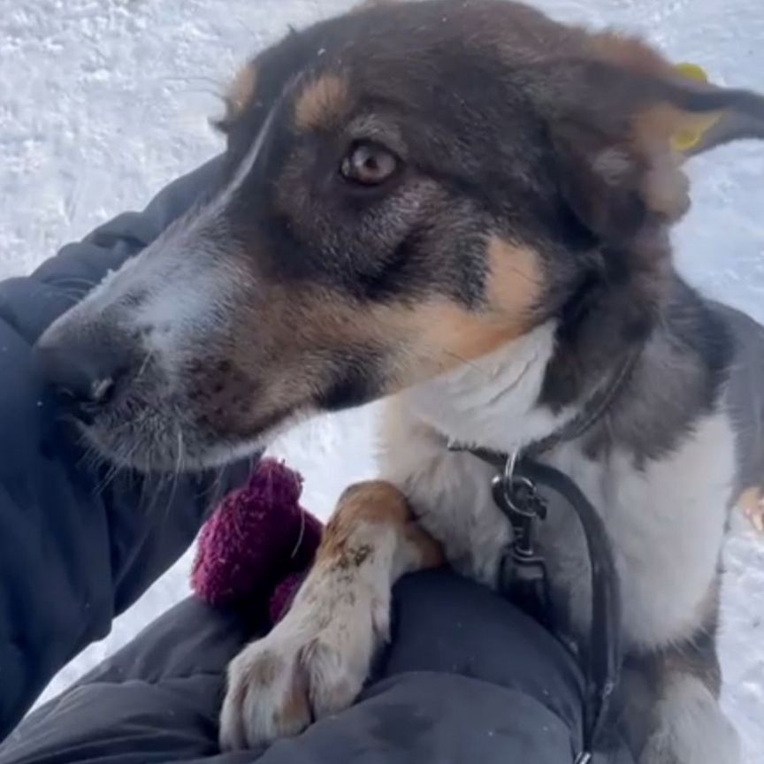 Щенок в добрые руки