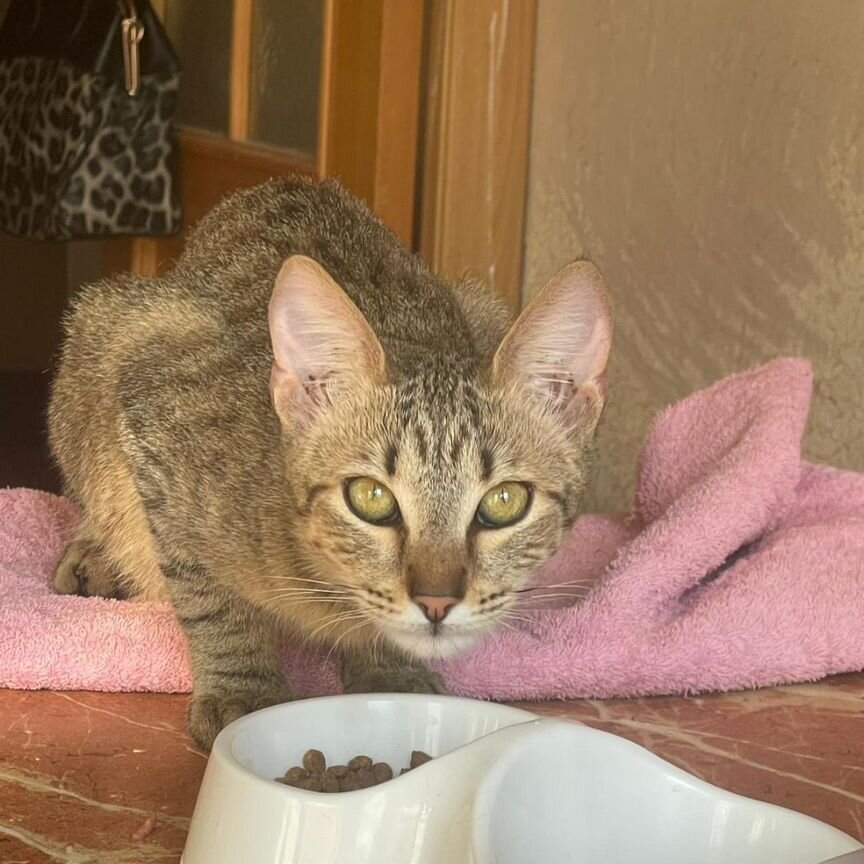 Котик метис из приюта