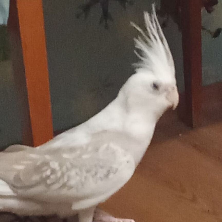 Попугай корелла