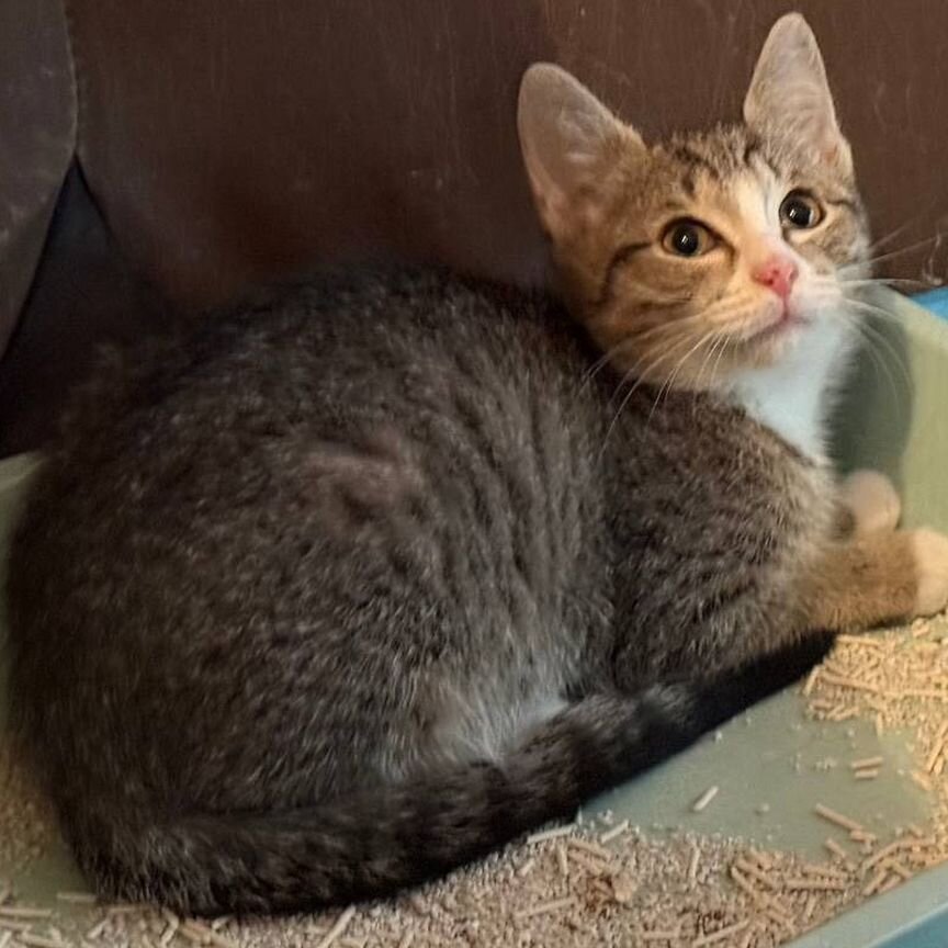 Котёнок в добрые руки