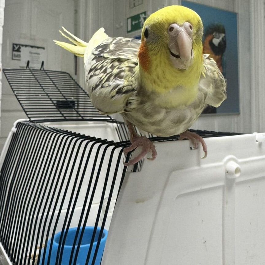 Корелла ищу мальчика для спаривания