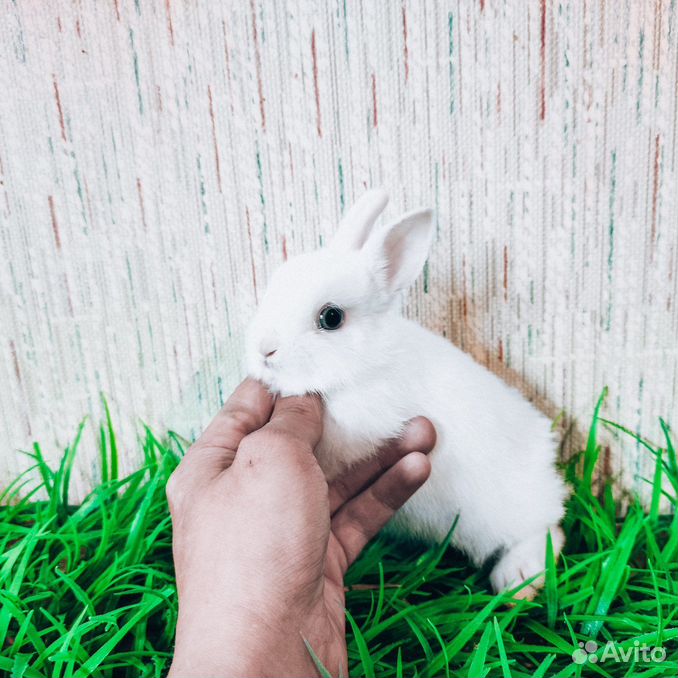 Карликовый кролик - редкий, мини, королевский