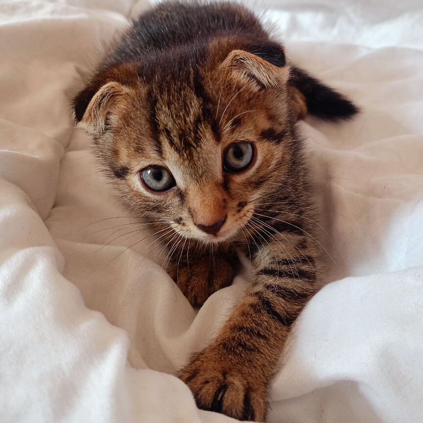 Котята