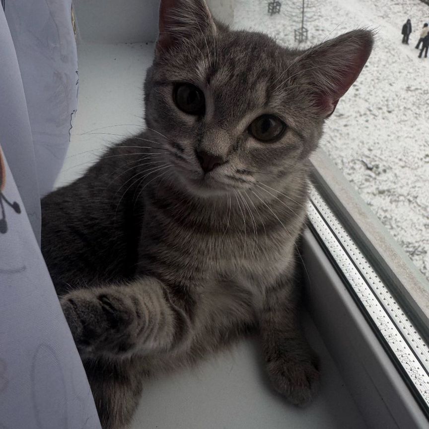 Котёнок в добрые руки