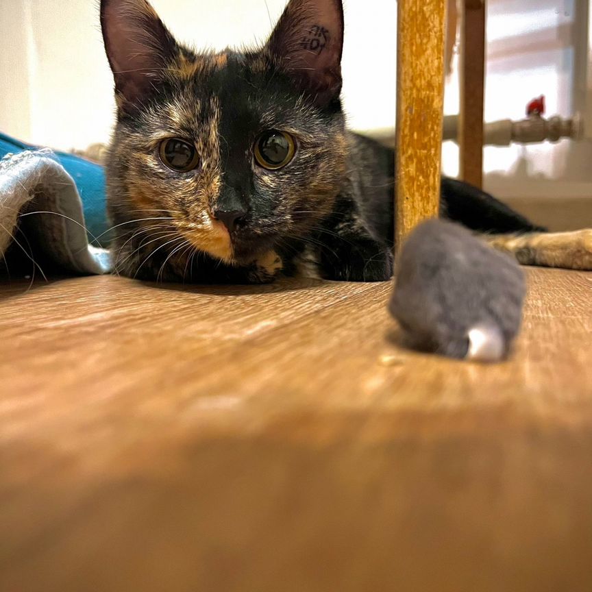 Игривая девочка котенок