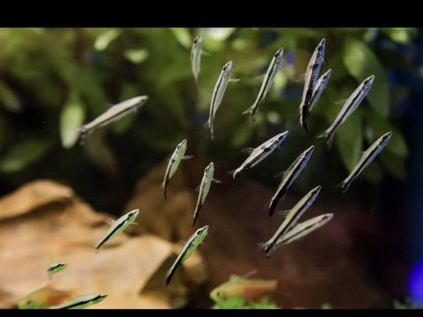 Пецилобриконы