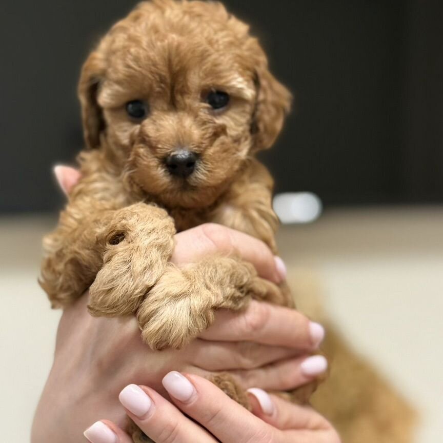 Мини пудель