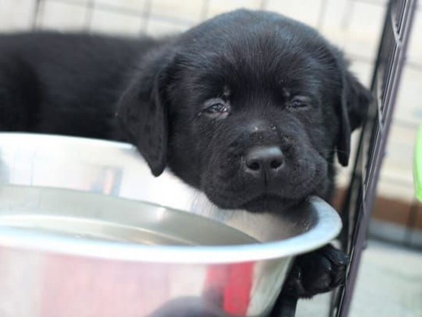 Горький шоколад лабрадор