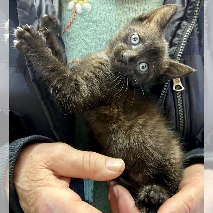 Котёнок в добрые руки