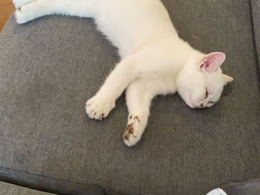 Котенок scottish straight