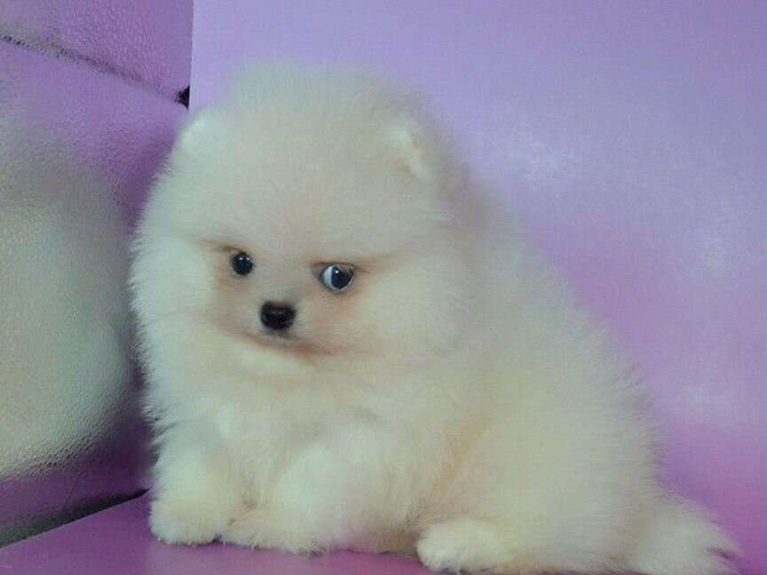 Померанский шпиц щенки разного окраса с документам