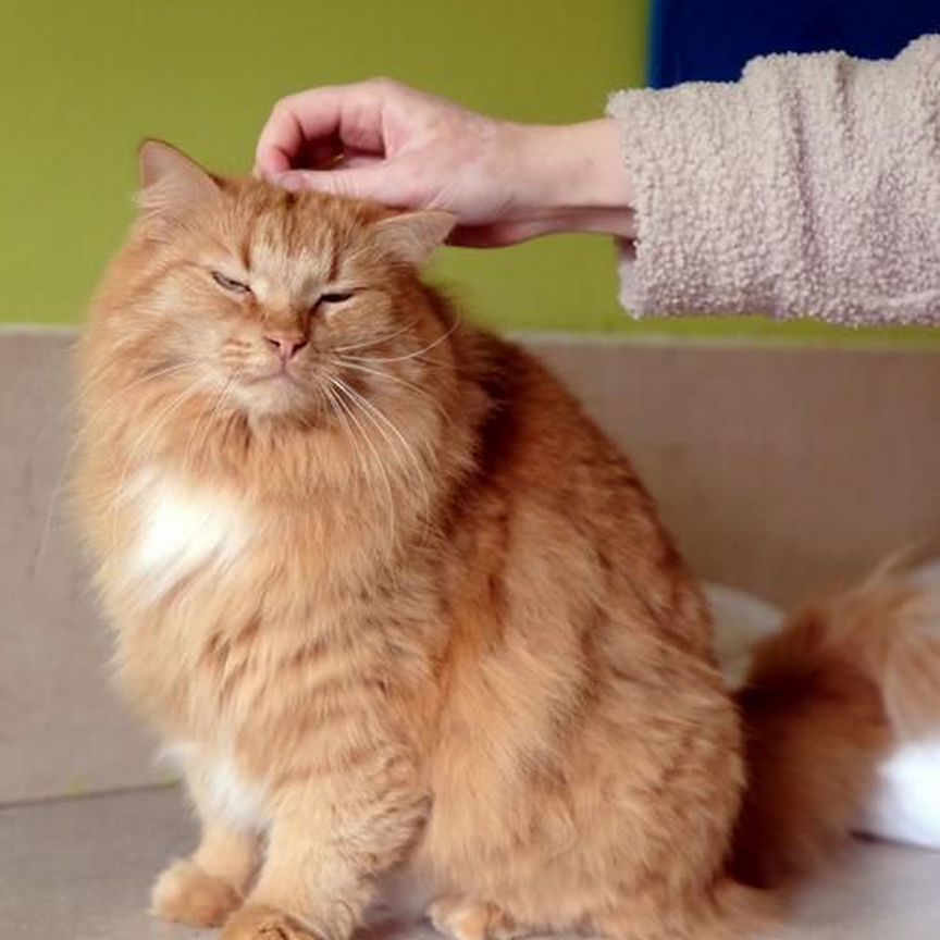 Хумус ищет дом