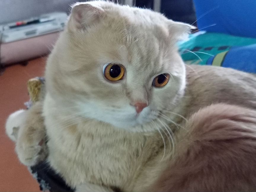 Кот 3 года