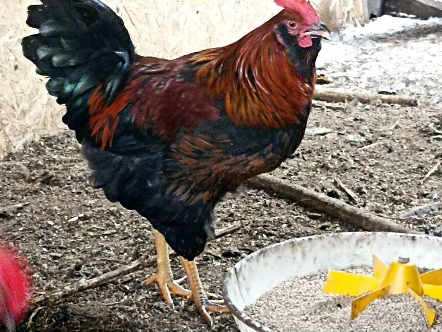 Петухи молодняк