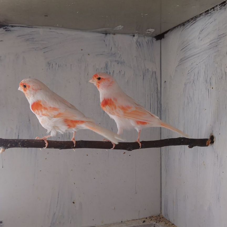 Канарейка кенар