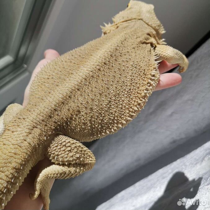 Бородатая агама