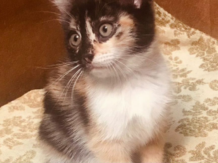 Котёнок Анфиска бобтейл