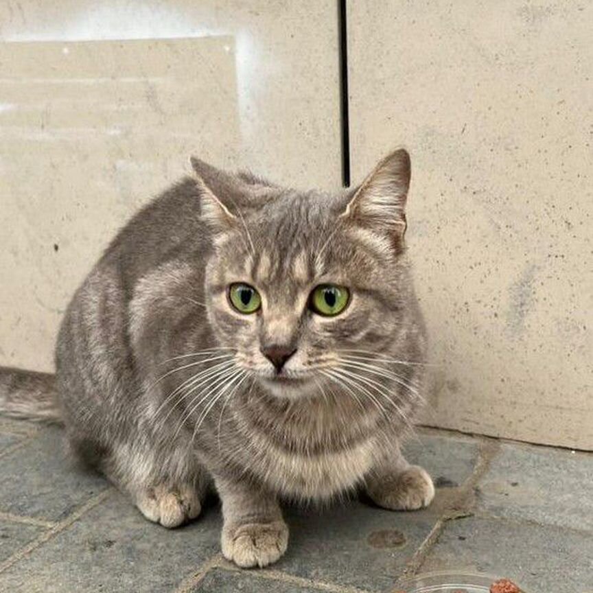 Кошка оказалась на улице в добрые руки