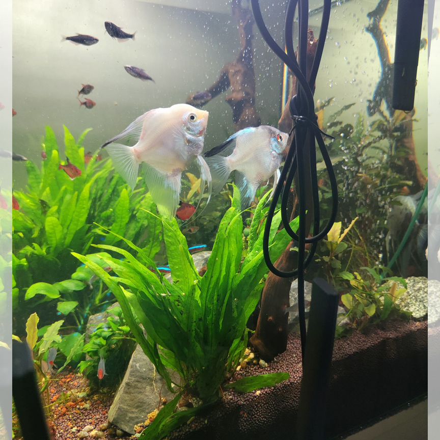 Рыбки скалярии, тайский папоротник на лаве