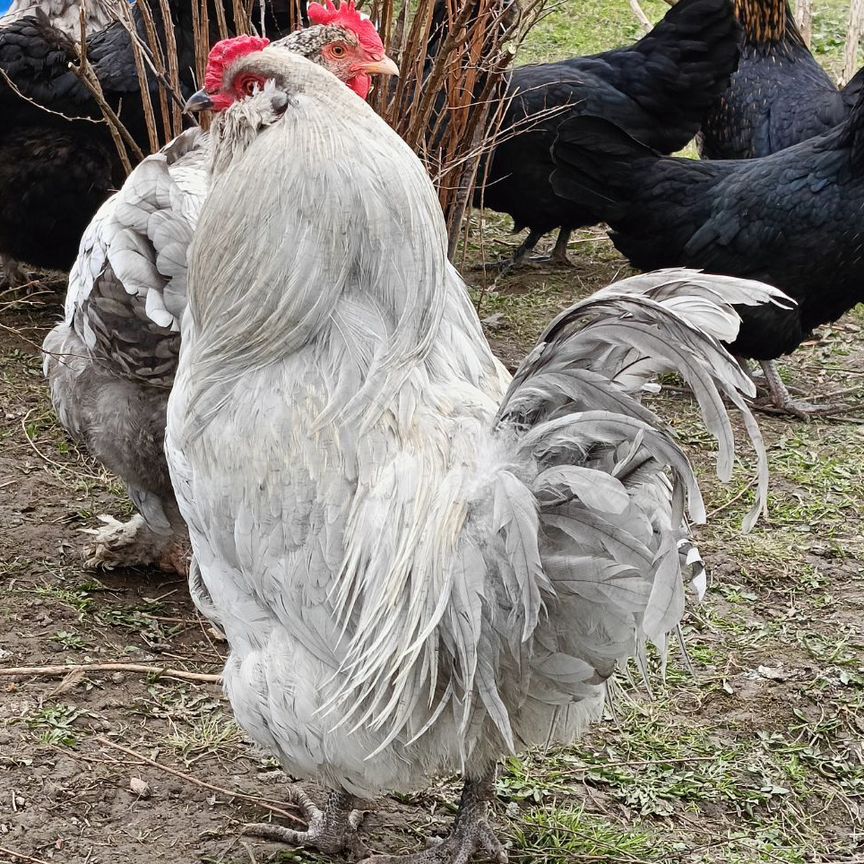 Петух Амераукана