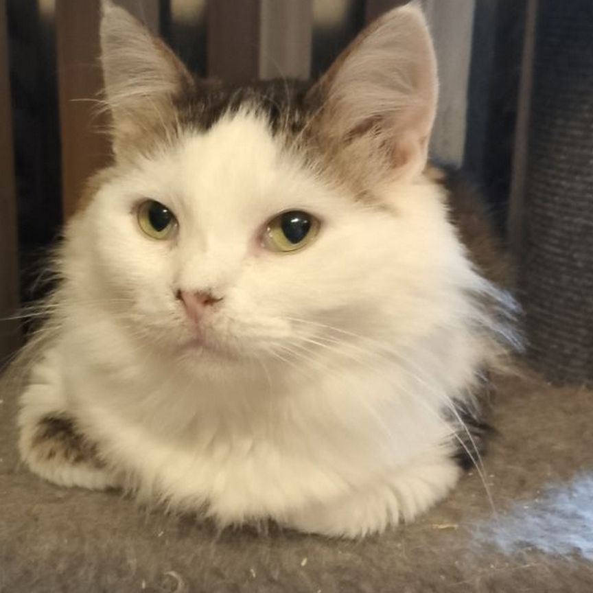 Взрослый кот в добрые руки