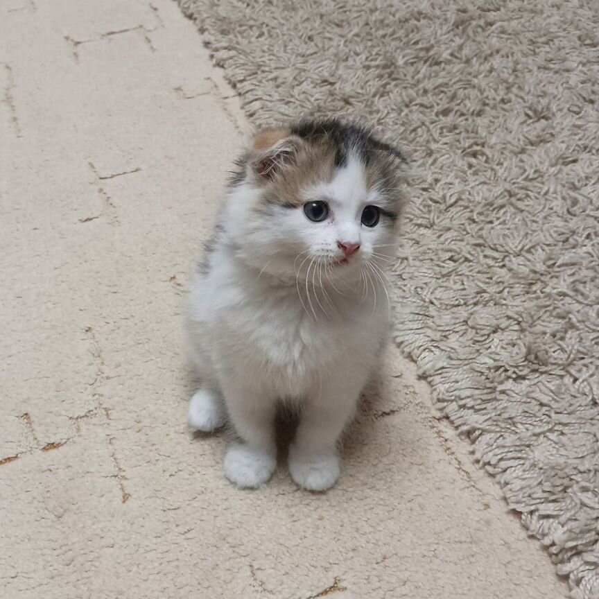 Котёнок (девочка)