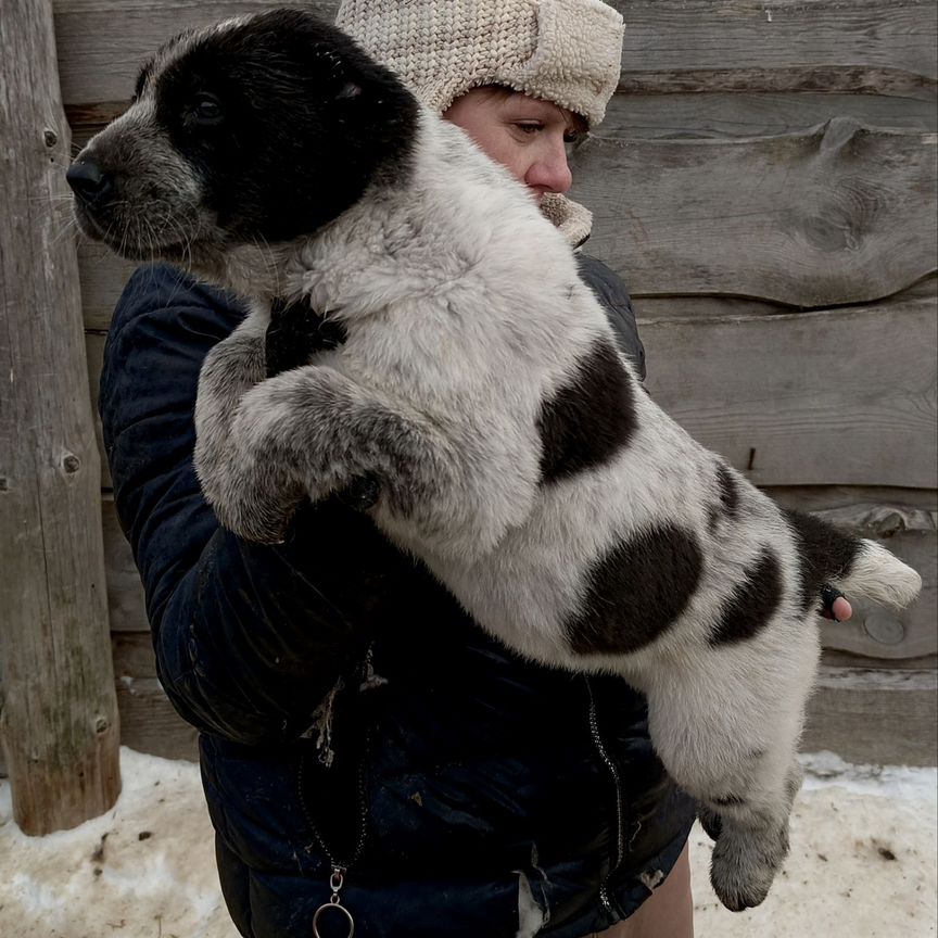 Среднеазиатская овчарка алабай щенки сао