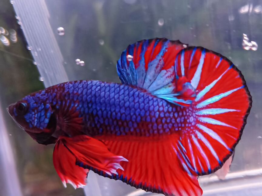 Рыбка петушок, плакат