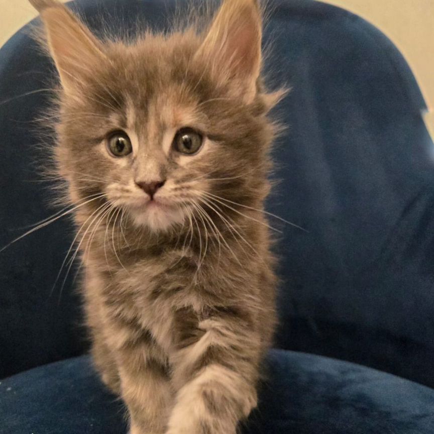 Котята мейн-кун стандартные и полидактильные